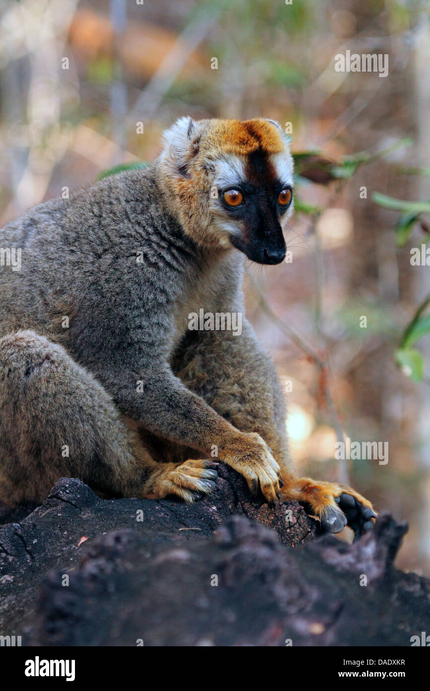 Red-fronted lemur. Red-fronted brown lemur, Southern red-fronted brown ...