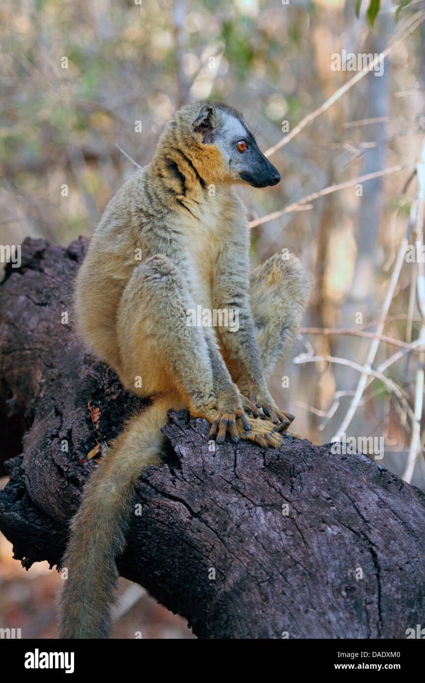 Red-fronted lemur. Red-fronted brown lemur, Southern red-fronted brown ...