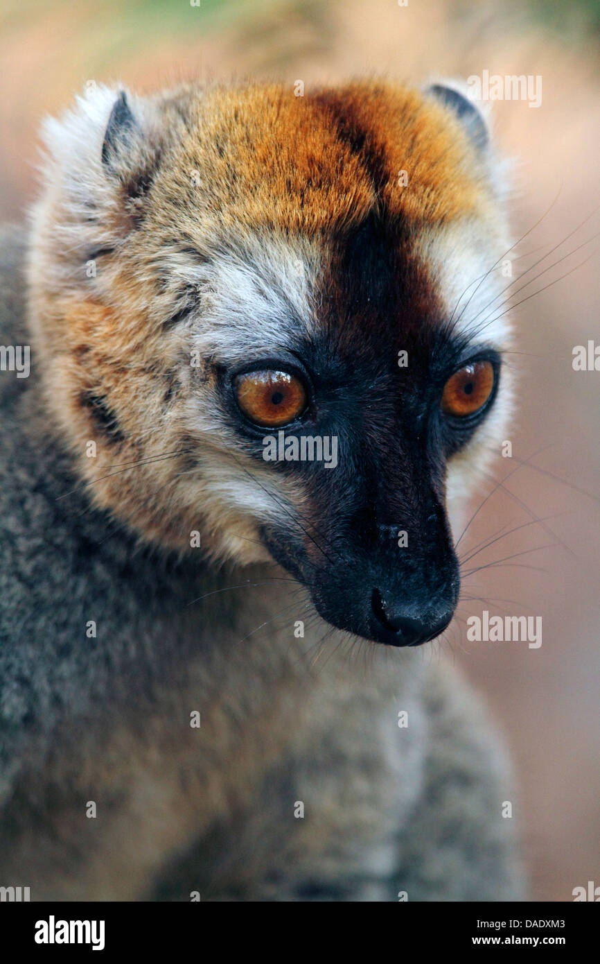 Red-fronted lemur. Red-fronted brown lemur, Southern red-fronted brown ...