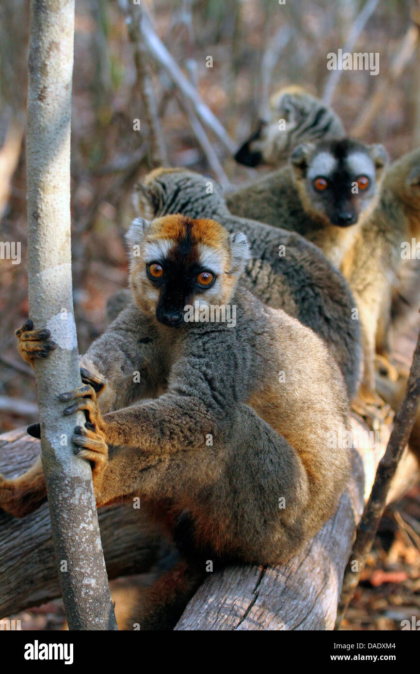 Eulemur rufifrons group hi-res stock photography and images - Alamy
