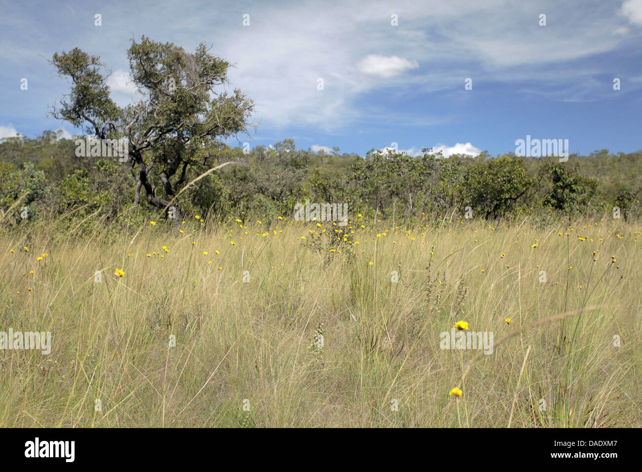 Cerrado brazil hi-res stock photography and images - Alamy