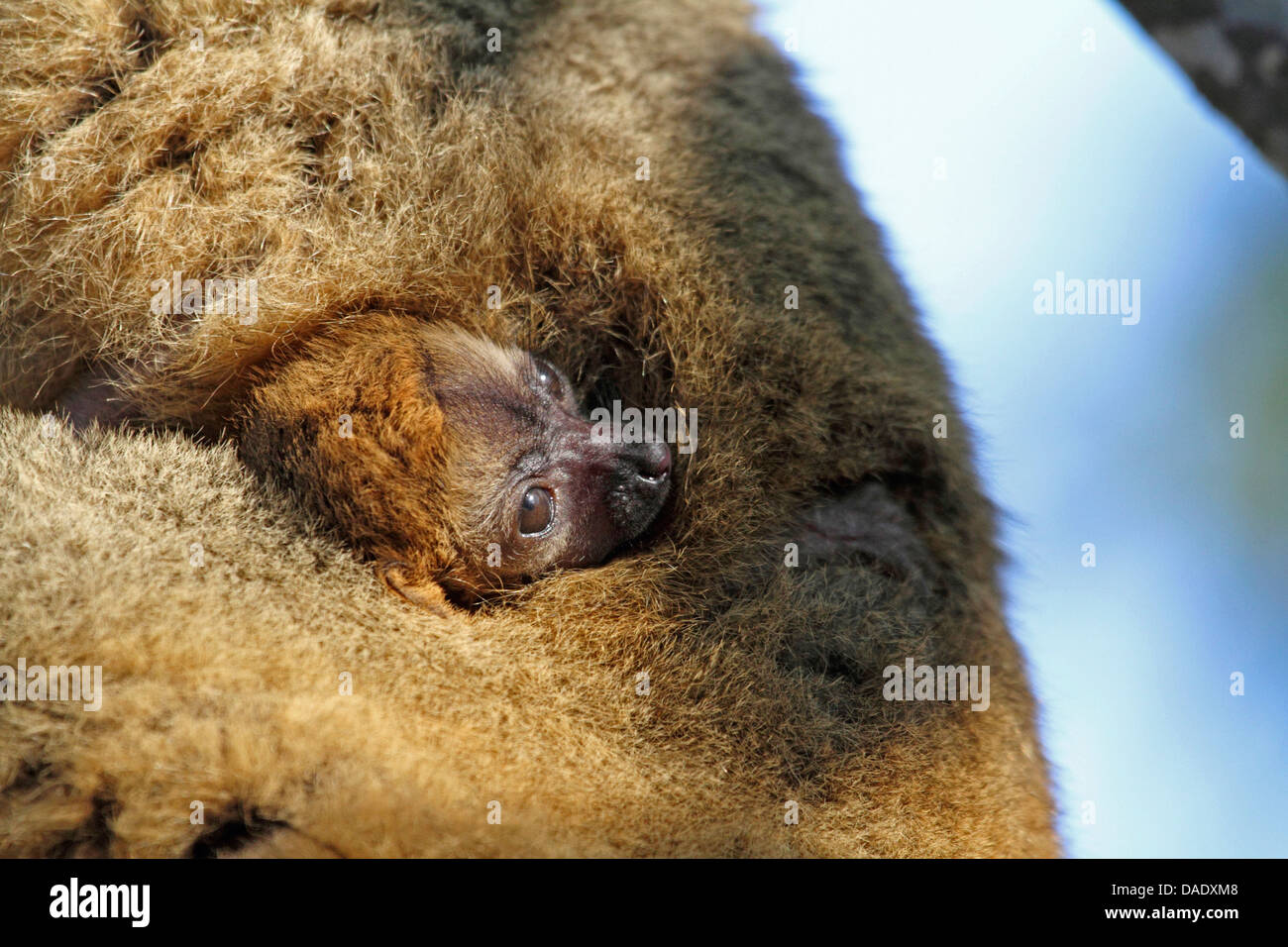 Red-fronted lemur. Red-fronted brown lemur, Southern red-fronted brown ...