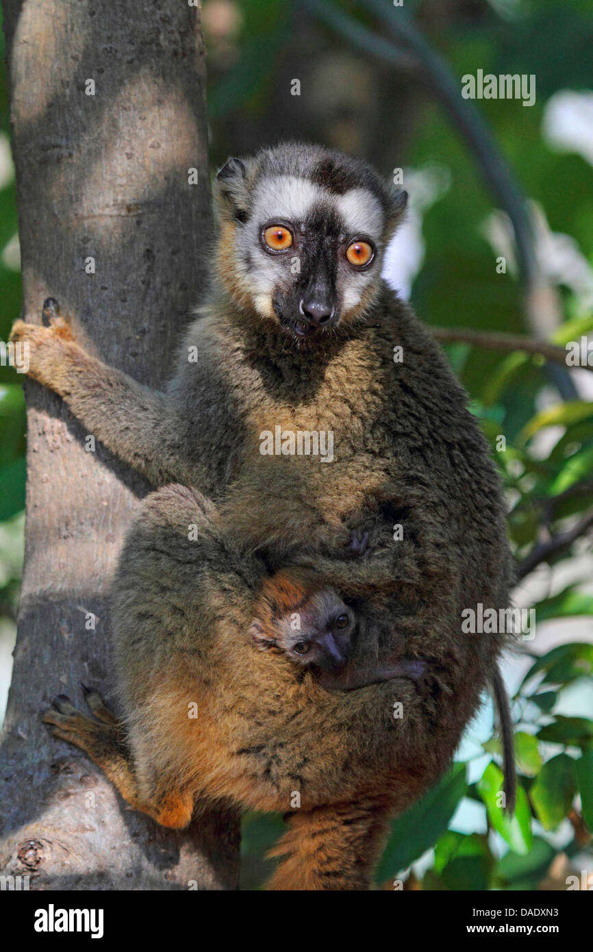 Red-fronted lemur. Red-fronted brown lemur, Southern red-fronted brown ...