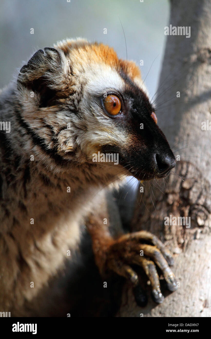 Red-fronted lemur. Red-fronted brown lemur, Southern red-fronted brown ...