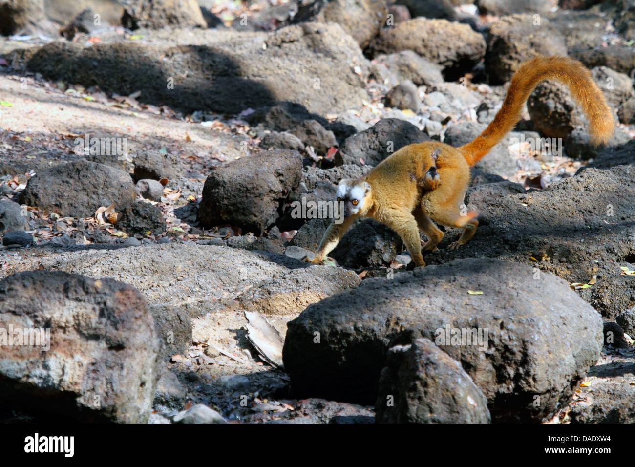 Red-fronted lemur. Red-fronted brown lemur, Southern red-fronted brown ...