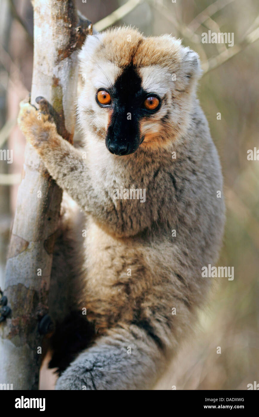 Red-fronted lemur. Red-fronted brown lemur, Southern red-fronted brown ...