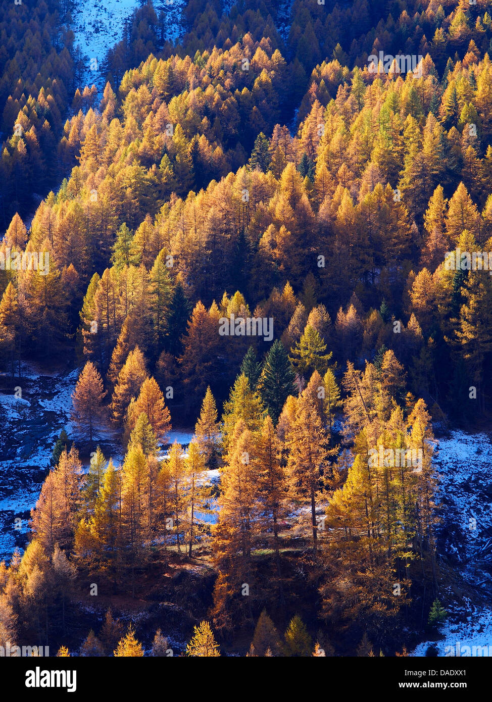 Top view european larch tree hi-res stock photography and images - Alamy