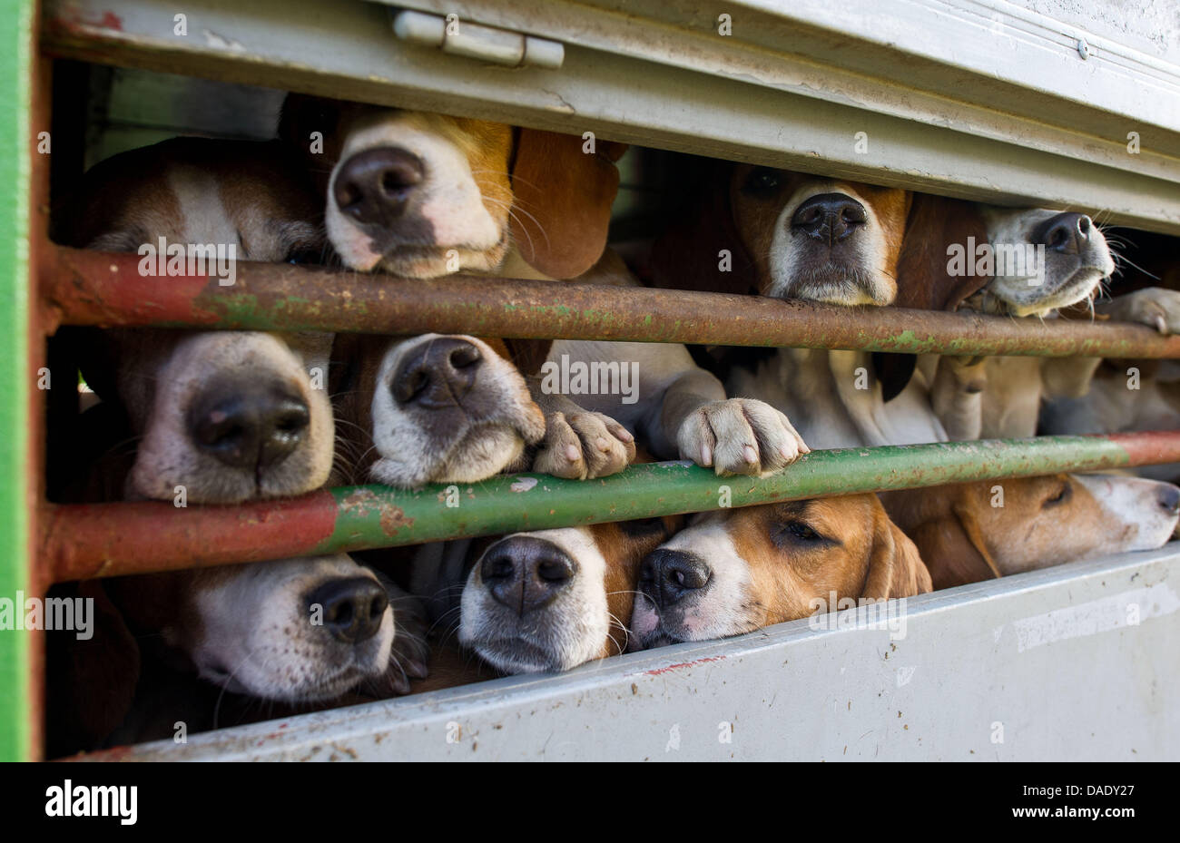 Only the snouts of the beagles of the Geiselthaler Beagle Pack can be ...
