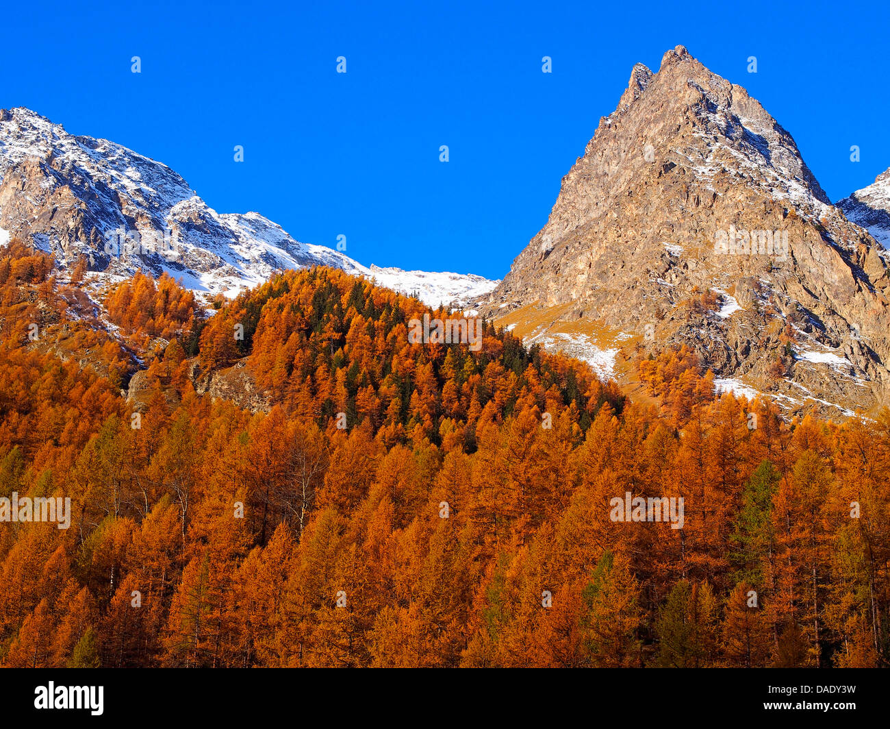 common larch, European larch (Larix decidua, Larix europaea), golden ...