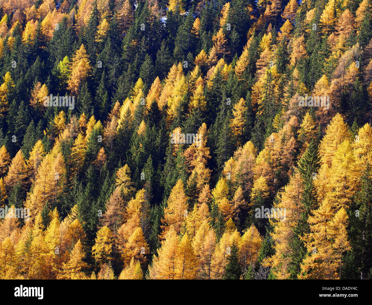 common larch, European larch (Larix decidua, Larix europaea), golden ...