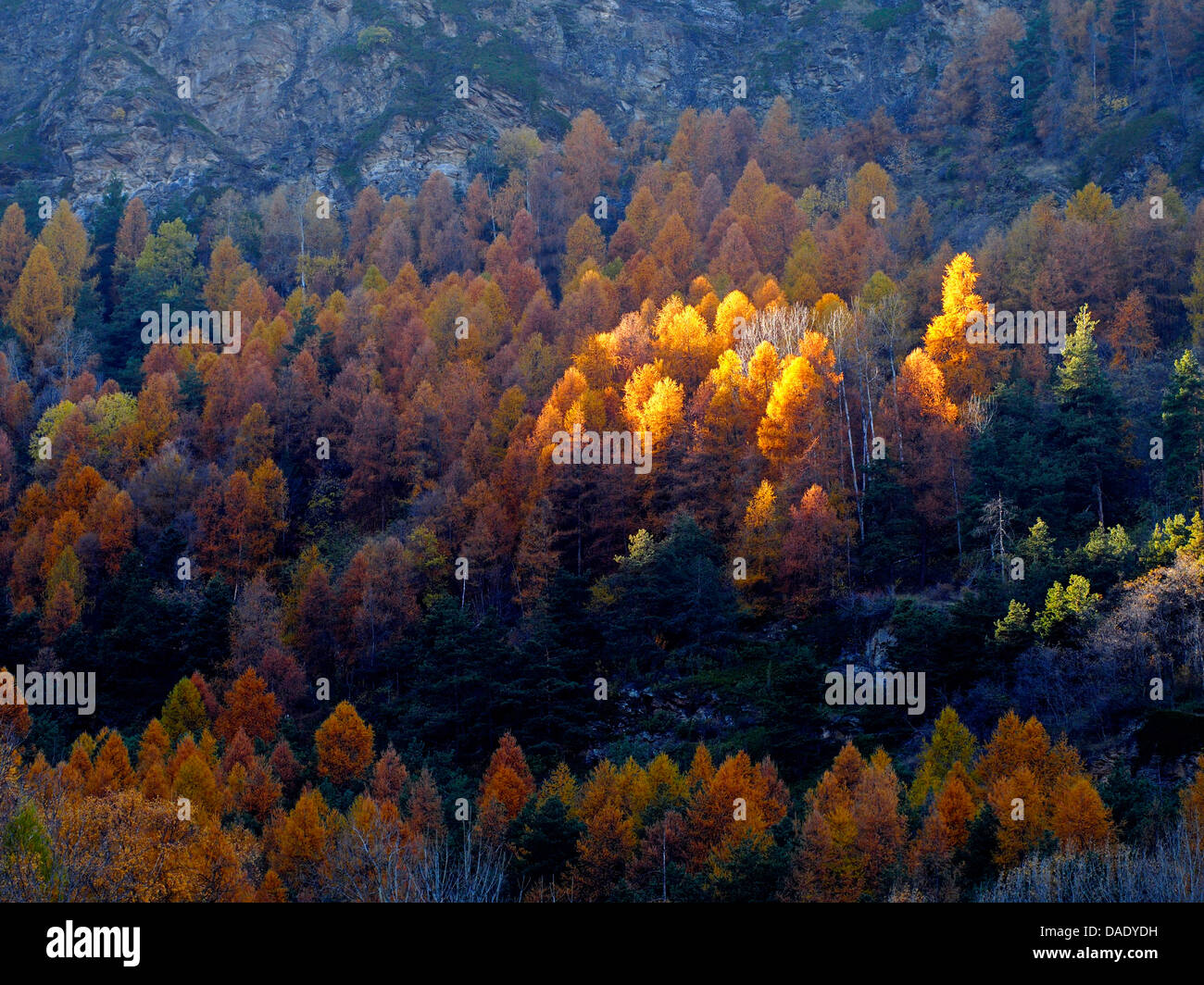 common larch, European larch (Larix decidua, Larix europaea), golden ...