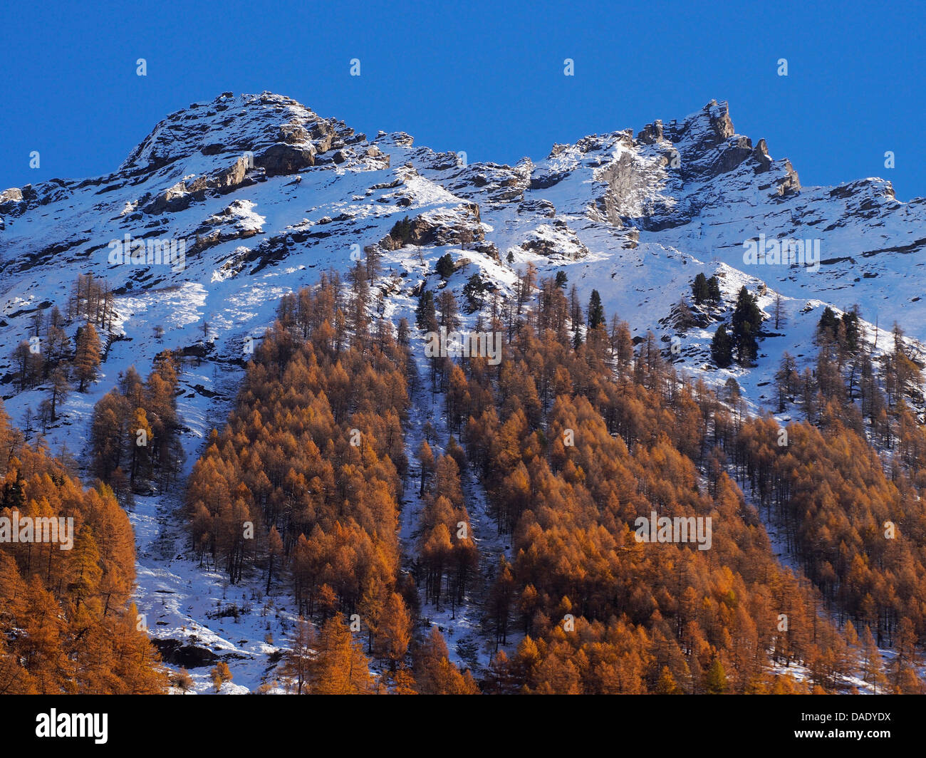 common larch, European larch (Larix decidua, Larix europaea), golden ...