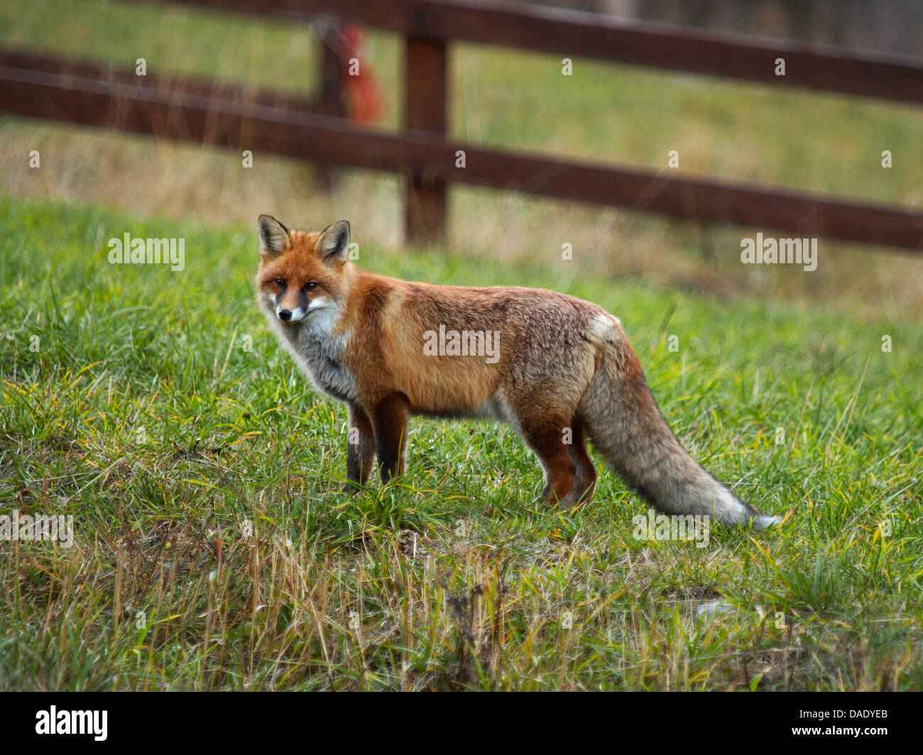 red fox (Vulpes vulpes), standing in a meadow, Italy, Gran Paradiso ...