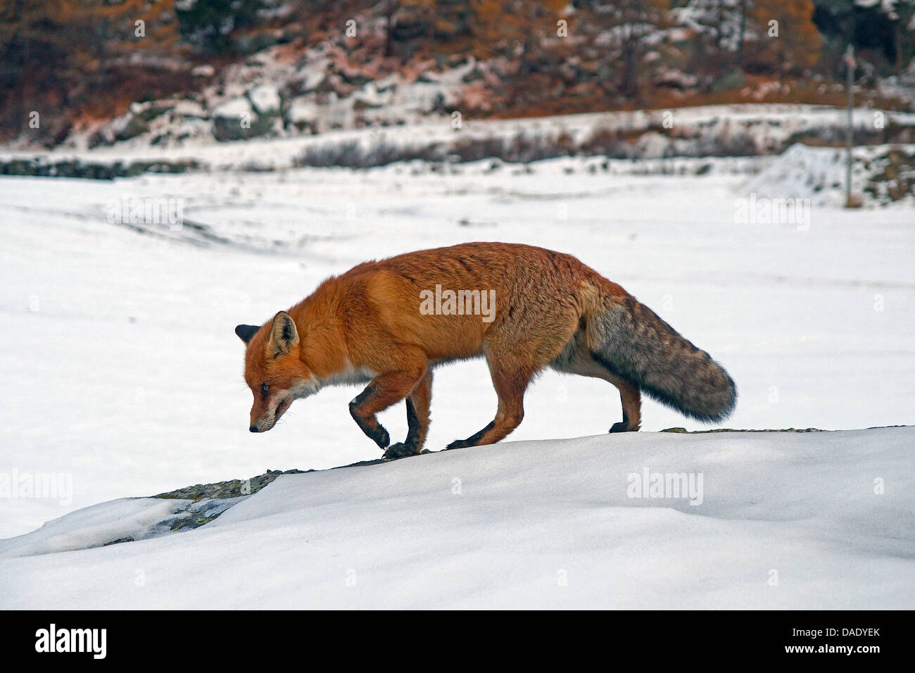 red fox (Vulpes vulpes), walking through the snow in winter, Italy ...