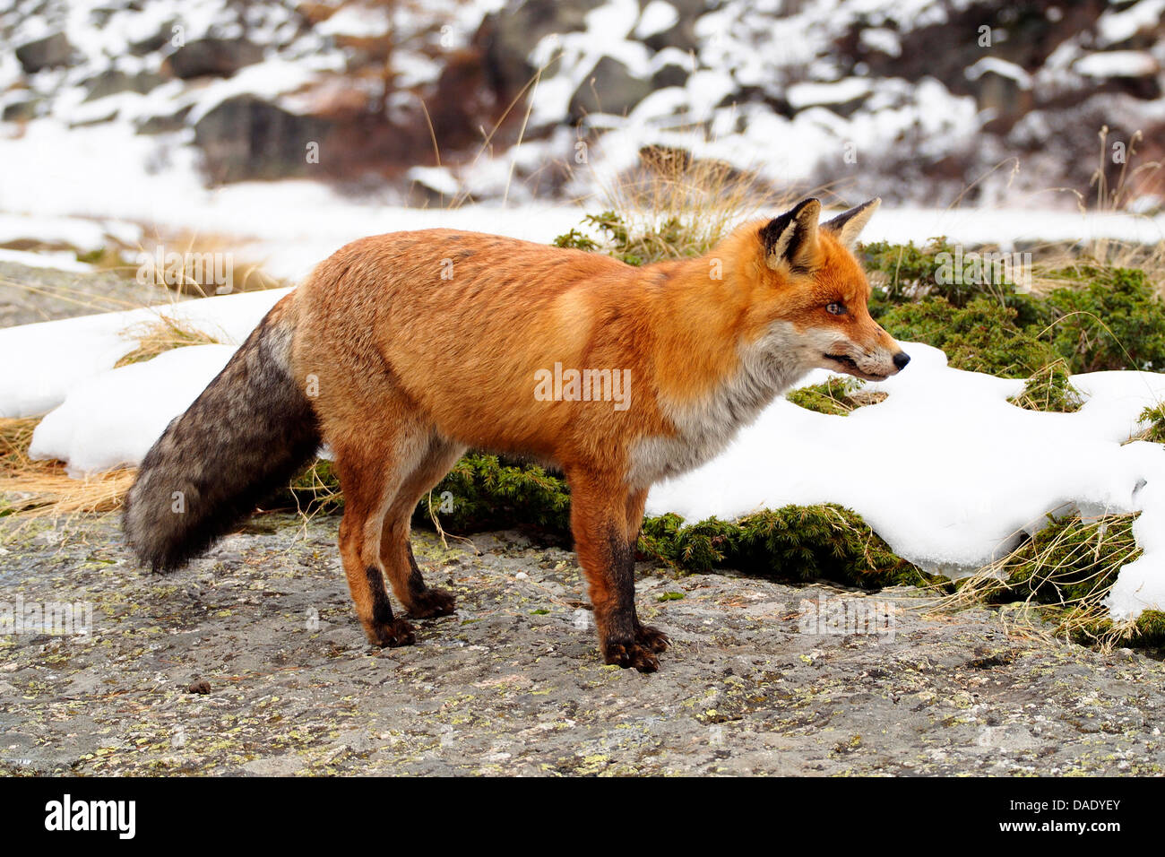 red fox (Vulpes vulpes), standing on a rock in winter, Italy, Gran ...