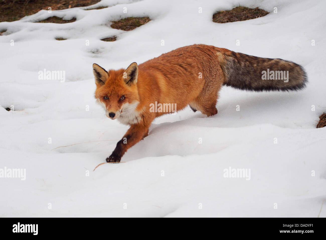 red fox (Vulpes vulpes), walking in winter through the snow, Italy ...
