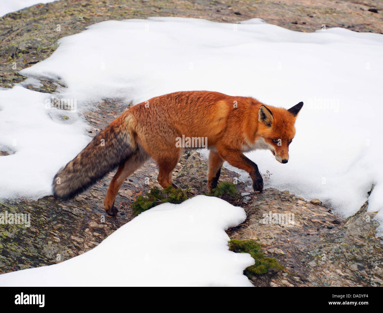 red fox (Vulpes vulpes), walking in winter through the snow, Italy ...