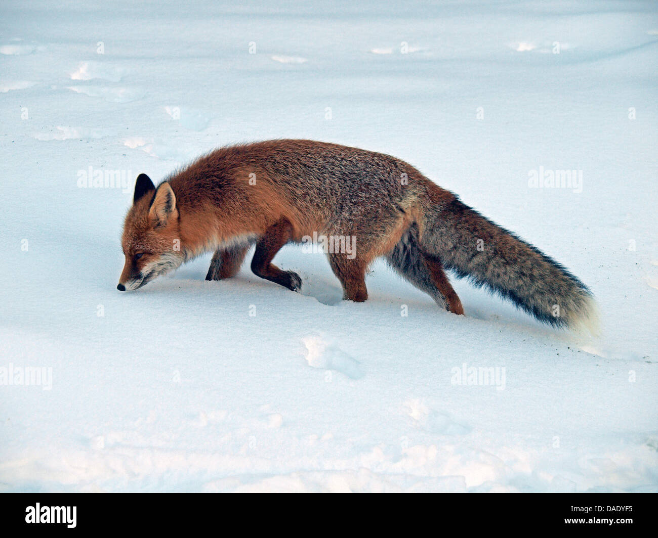 red fox (Vulpes vulpes), walking through the snow in winter, Italy ...
