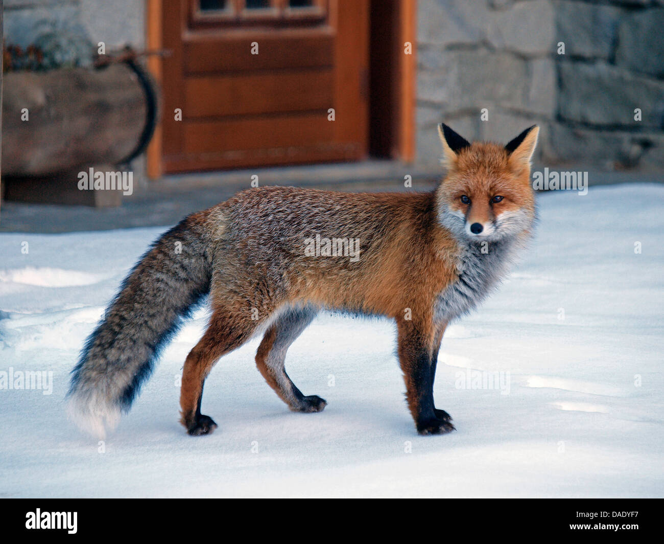 red fox (Vulpes vulpes), standing in winter before the front door ...