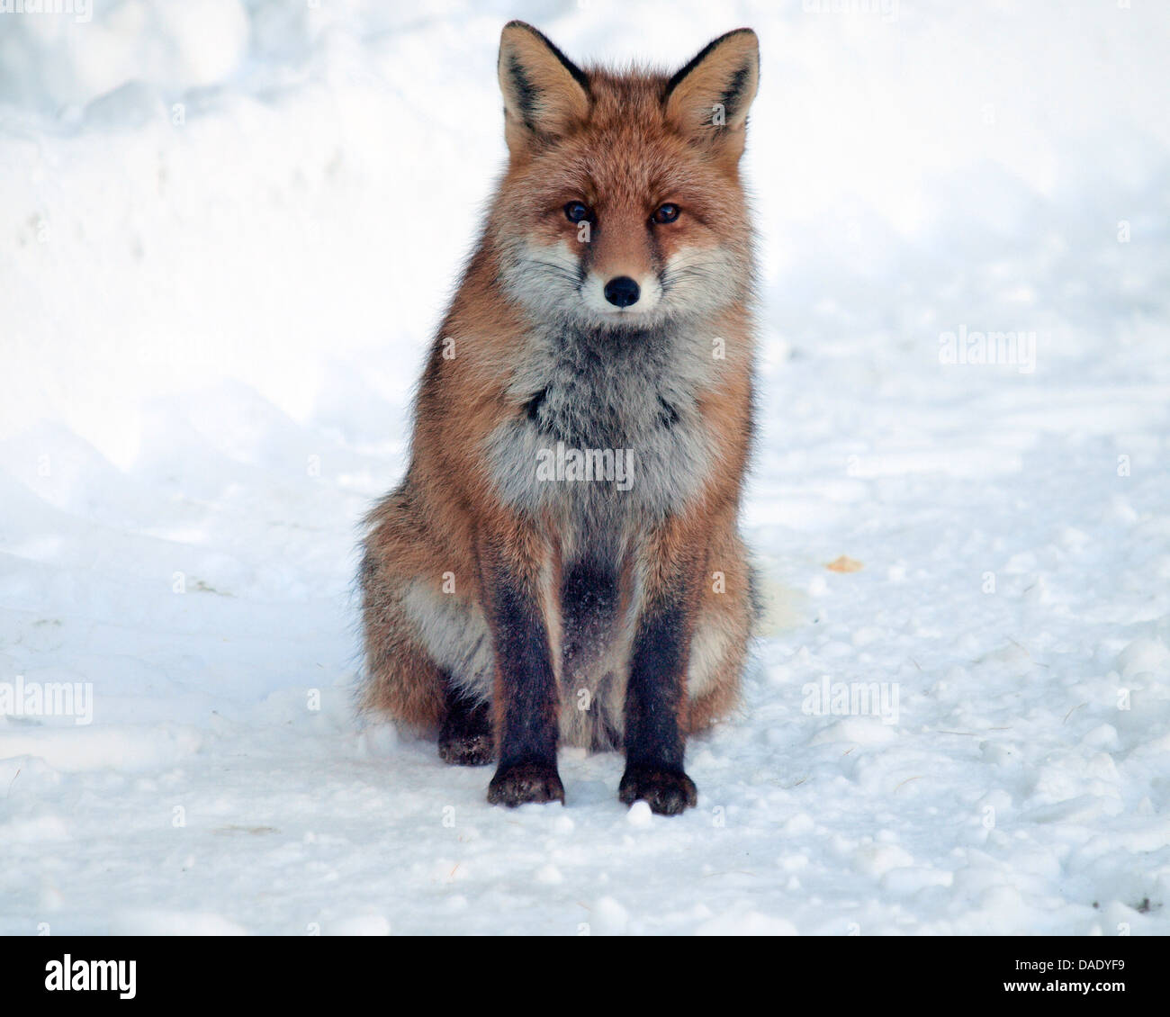 red fox (Vulpes vulpes), sitting in snow, Italy, Gran Paradiso National ...