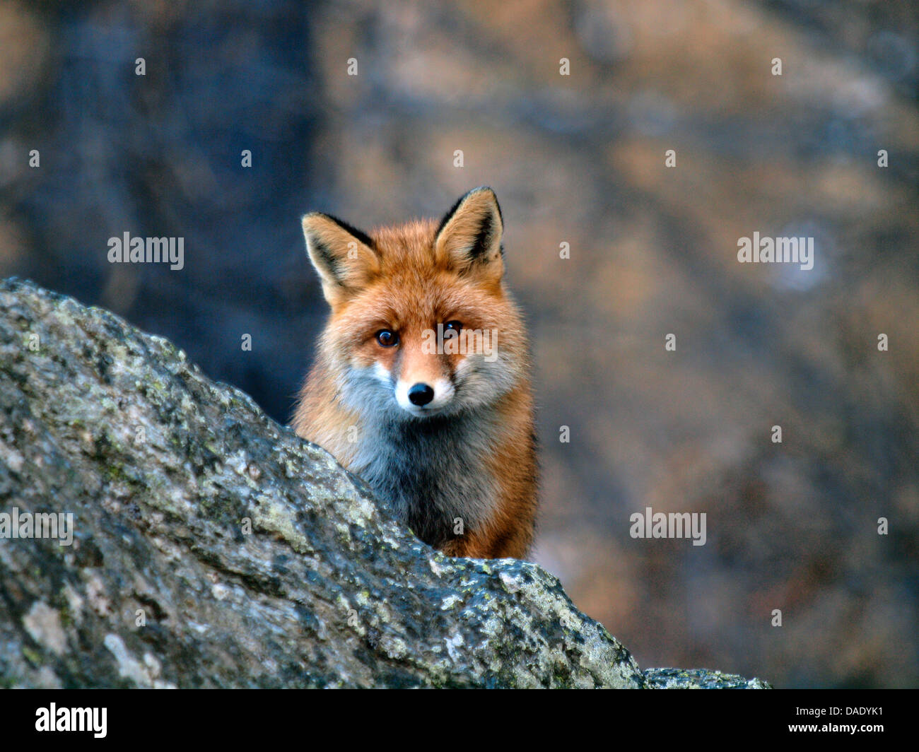 red fox (Vulpes vulpes), looking out behind a rock, Italy, Gran ...