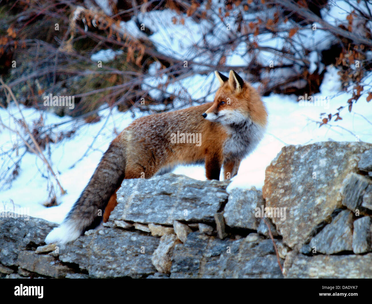 red fox (Vulpes vulpes), standing on a natural stone wall in winter ...