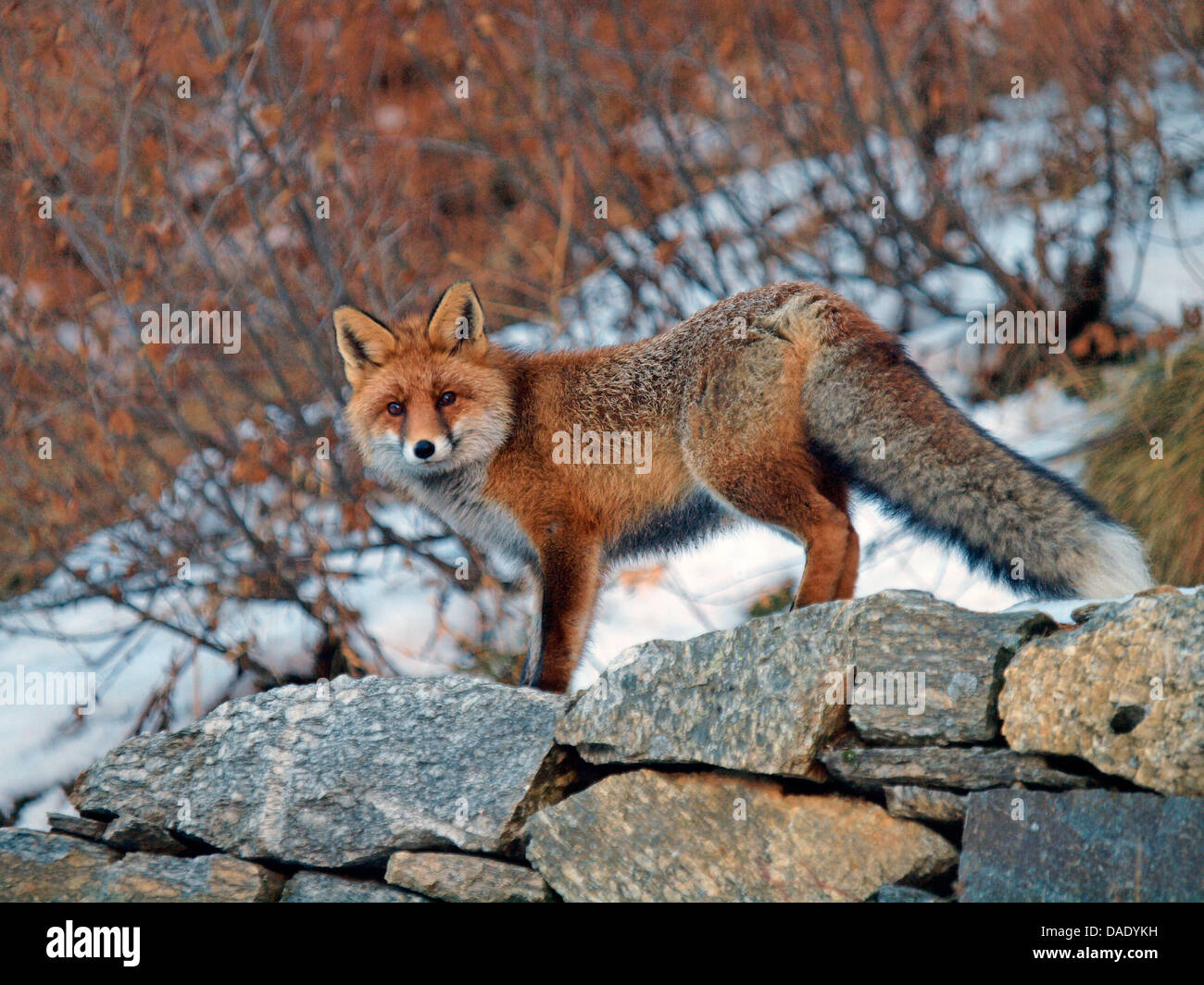 red fox (Vulpes vulpes), standing on a natural stone wall in winter ...