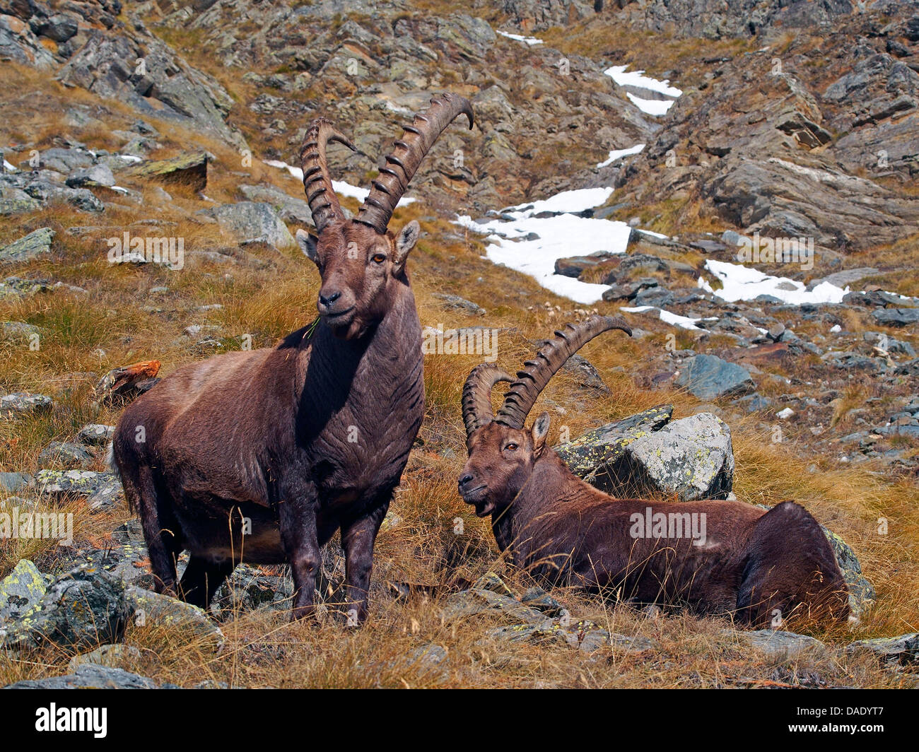 alpine ibex (Capra ibex), two alpine ibexes on rocky slope, Italy, Gran ...