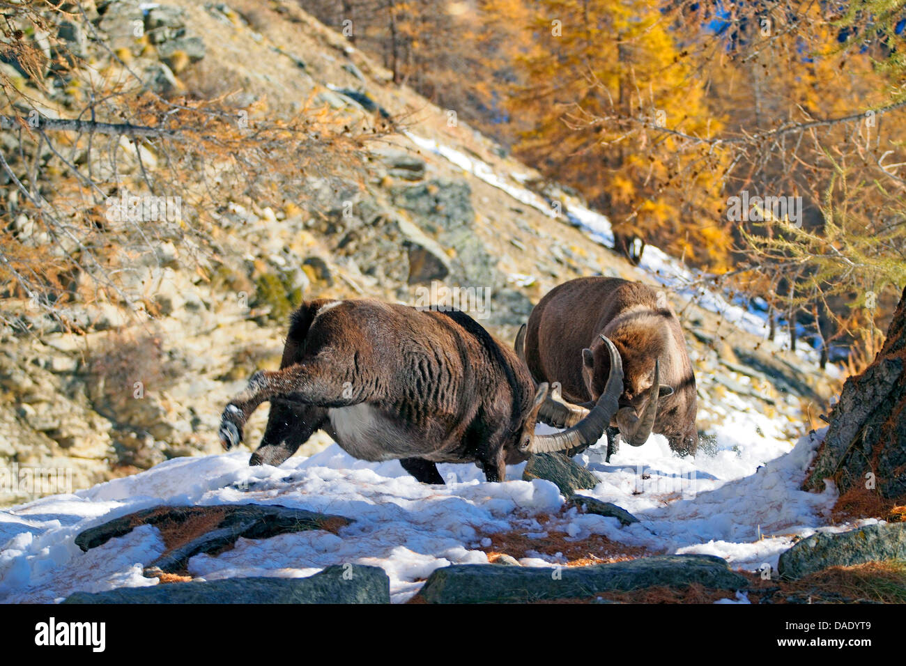 alpine ibex (Capra ibex), fighting alpine ibexes in winter, Italy, Gran ...