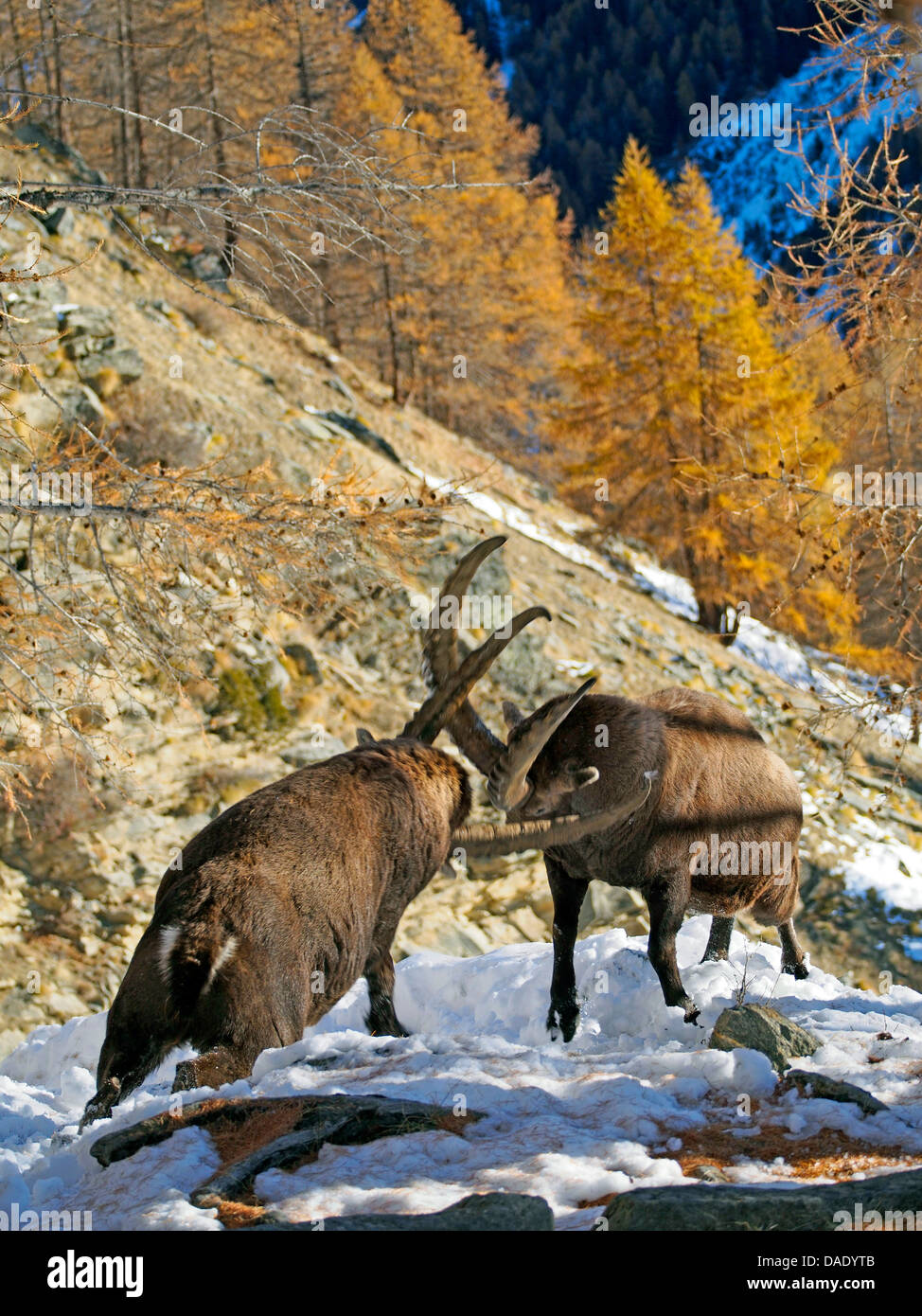 alpine ibex (Capra ibex), fighting alpine ibexes in winter, Italy, Gran ...