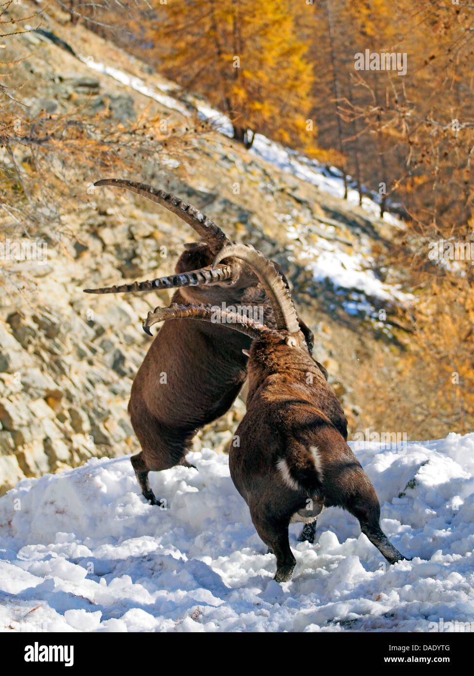 Ibex fighting hi-res stock photography and images - Alamy