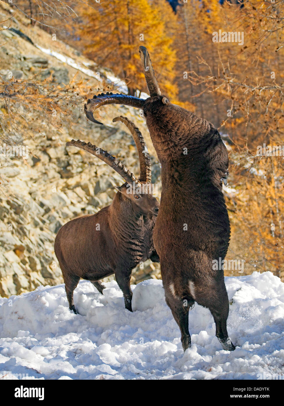 alpine ibex (Capra ibex), fighting alpine ibexes in winter, Italy, Gran ...