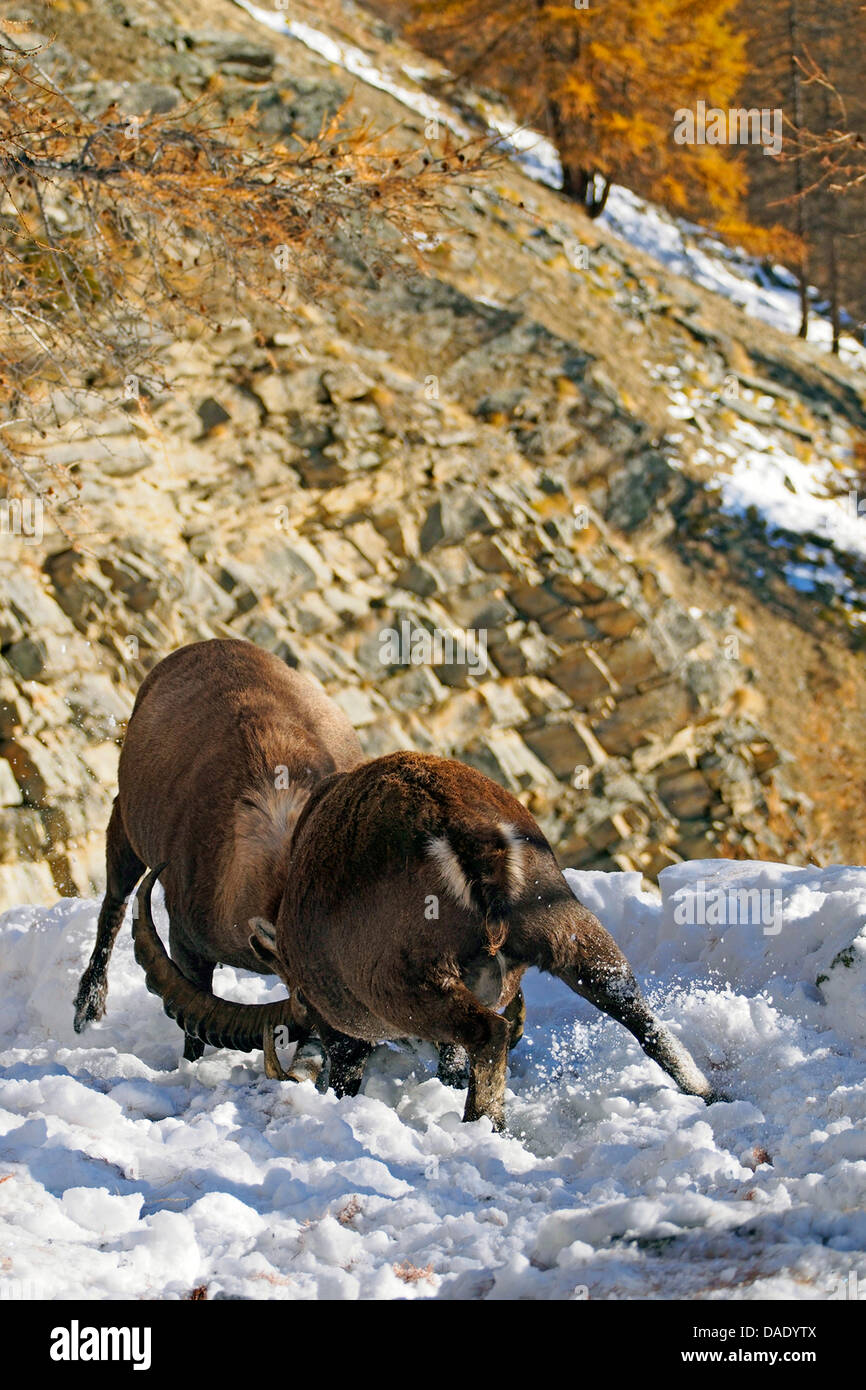 Ibex fighting hi-res stock photography and images - Alamy