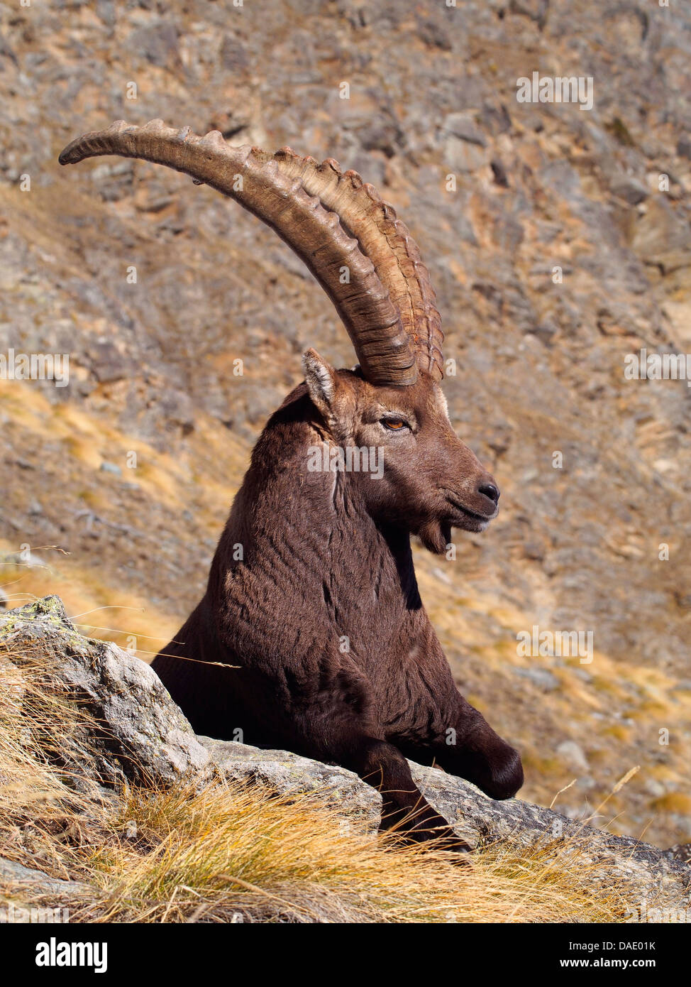 alpine ibex (Capra ibex), lying on rock and resting, Italy, Gran ...