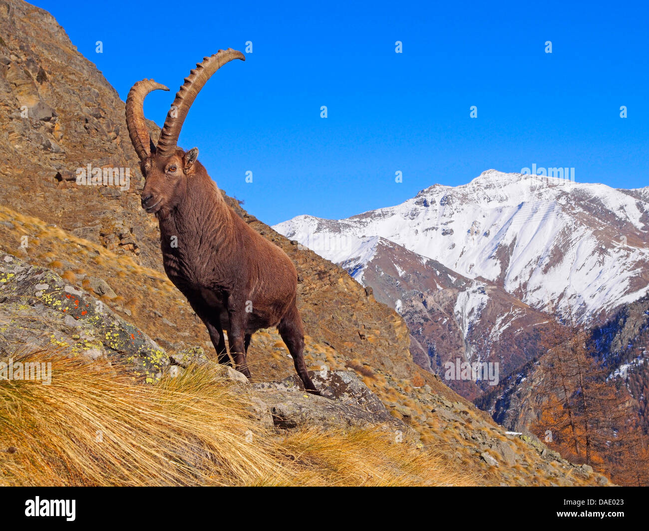 Ibex goat hi-res stock photography and images - Alamy