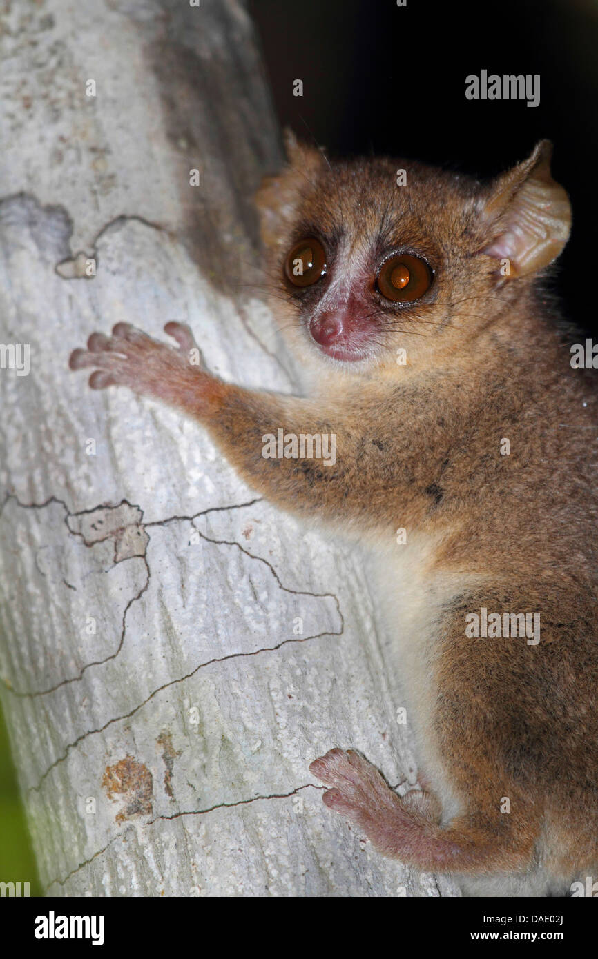 Lesser mouse lemur hi-res stock photography and images - Alamy