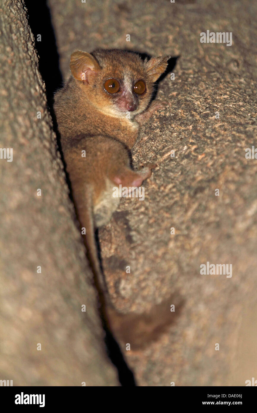 lesser mouse lemur, grey mouse lemur, gray mouse-lemur (Microcebus ...