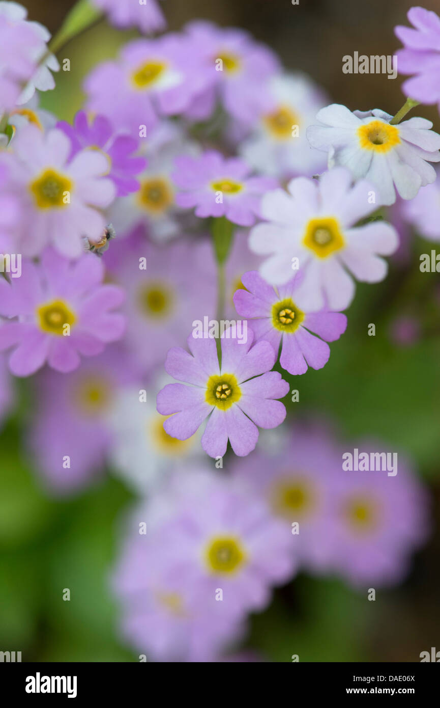 Tibetica hi-res stock photography and images - Alamy