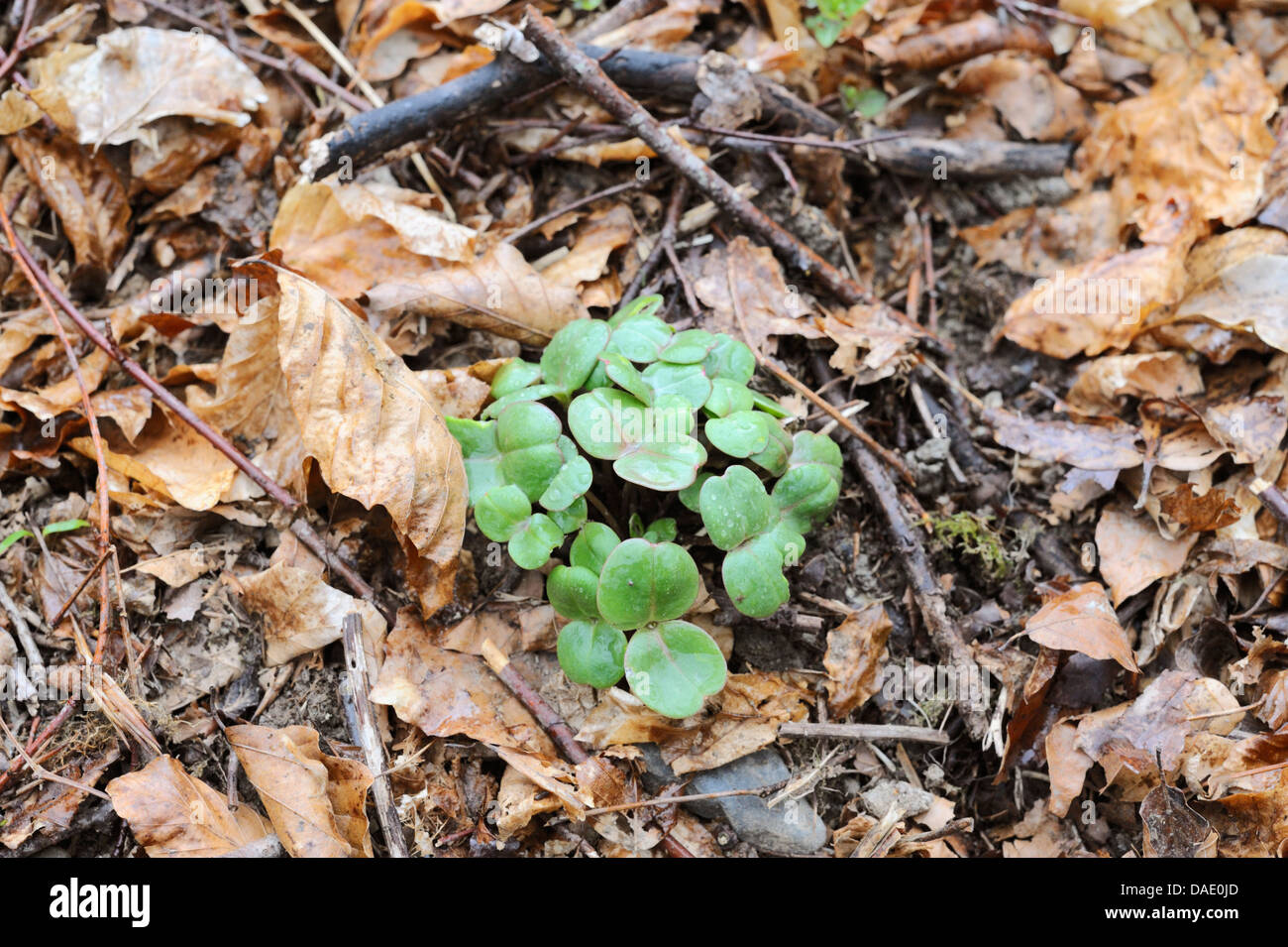 Himalayan balsam plants hi-res stock photography and images - Alamy