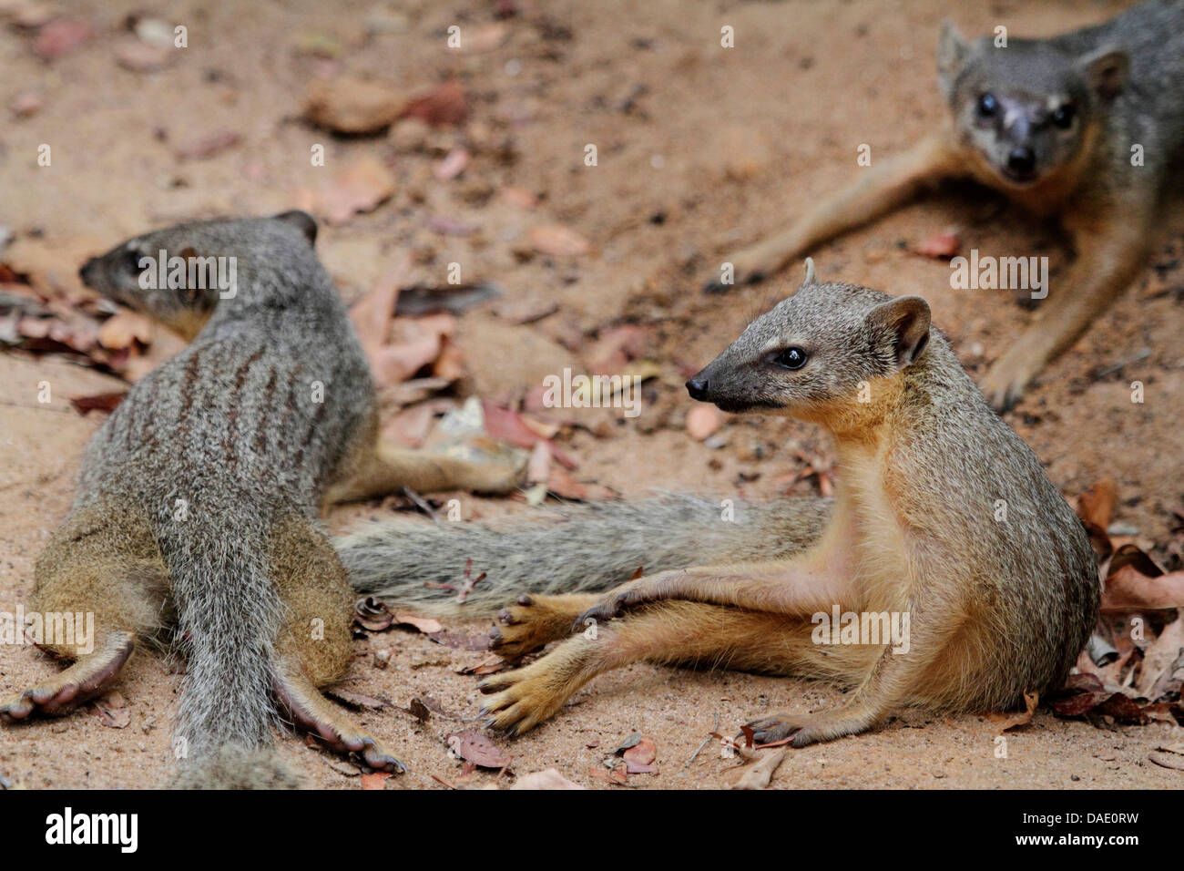 Narrow-striped mongoose, Malagasy narrow-striped mongoose (Mungotictis ...