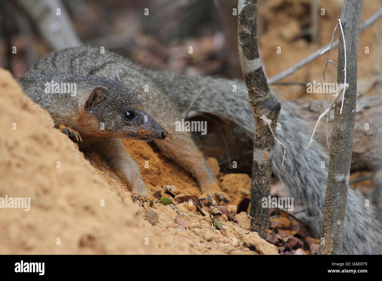 Narrow-striped mongoose, Malagasy narrow-striped mongoose (Mungotictis ...