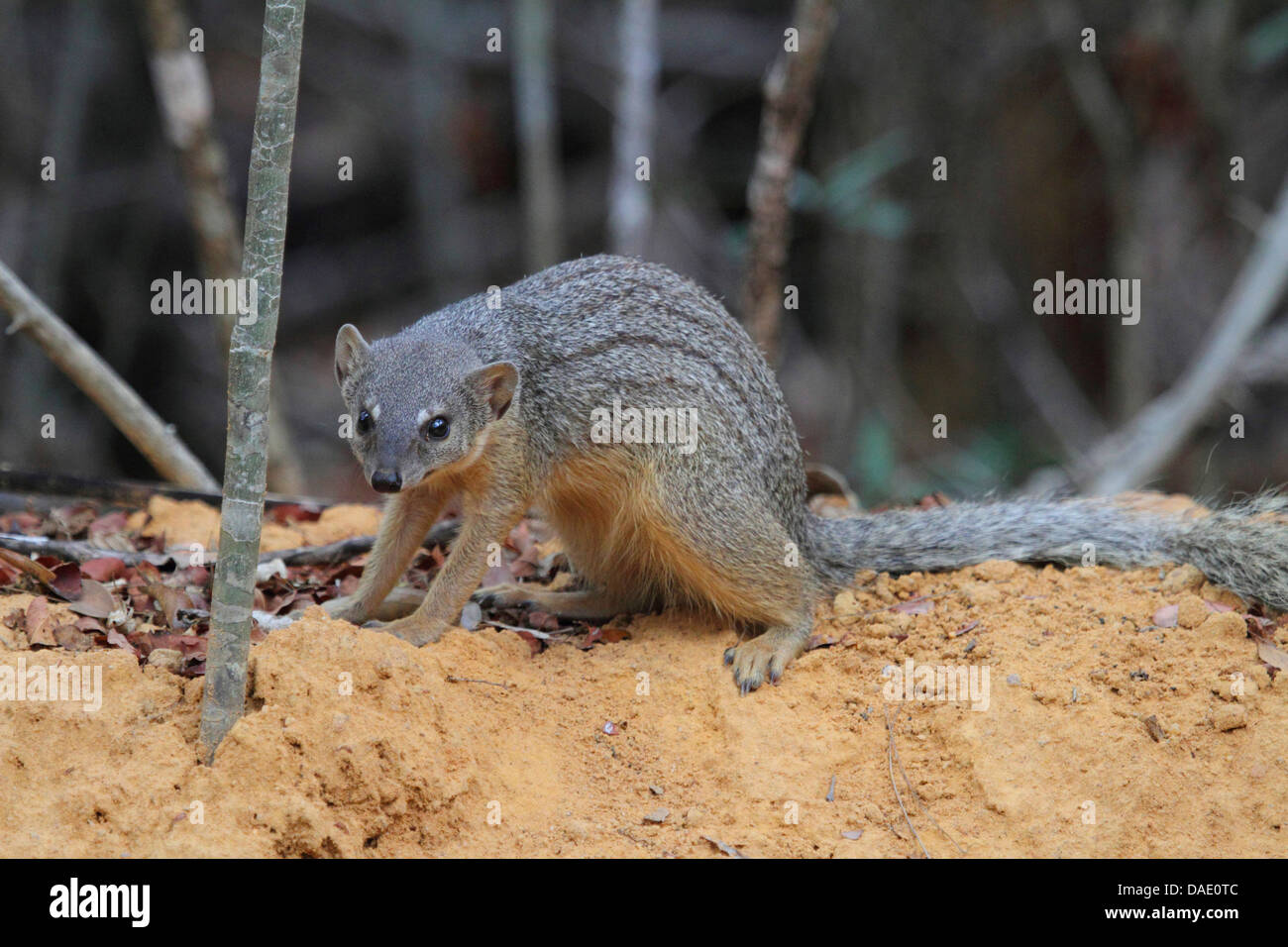 Narrow striped mongoose hi-res stock photography and images - Alamy