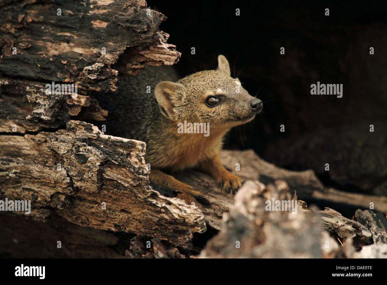 Narrow-striped mongoose, Malagasy narrow-striped mongoose (Mungotictis ...