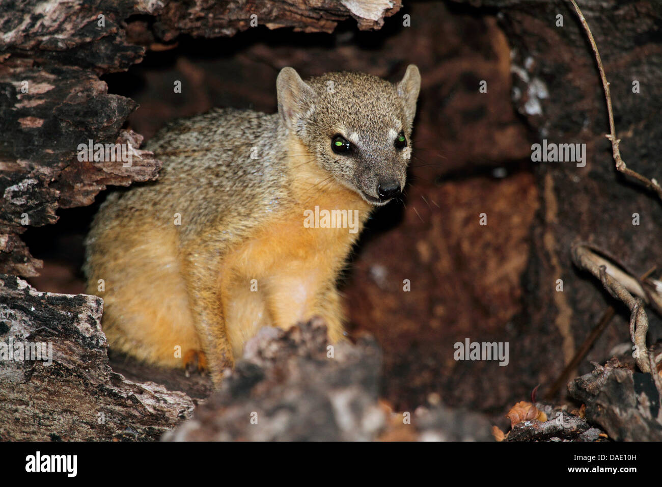 Mongoose tree hi-res stock photography and images - Alamy