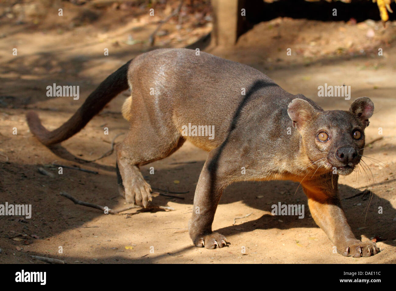 fossa (Cryptoprocta ferox), prowling on sandy forest floor, largest ...
