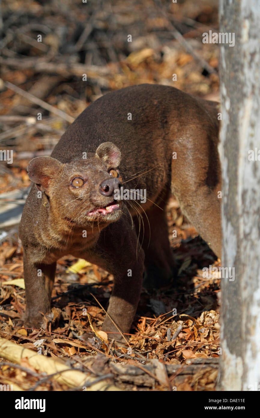 fossa (Cryptoprocta ferox), fossa looking up a tree with slightly open ...