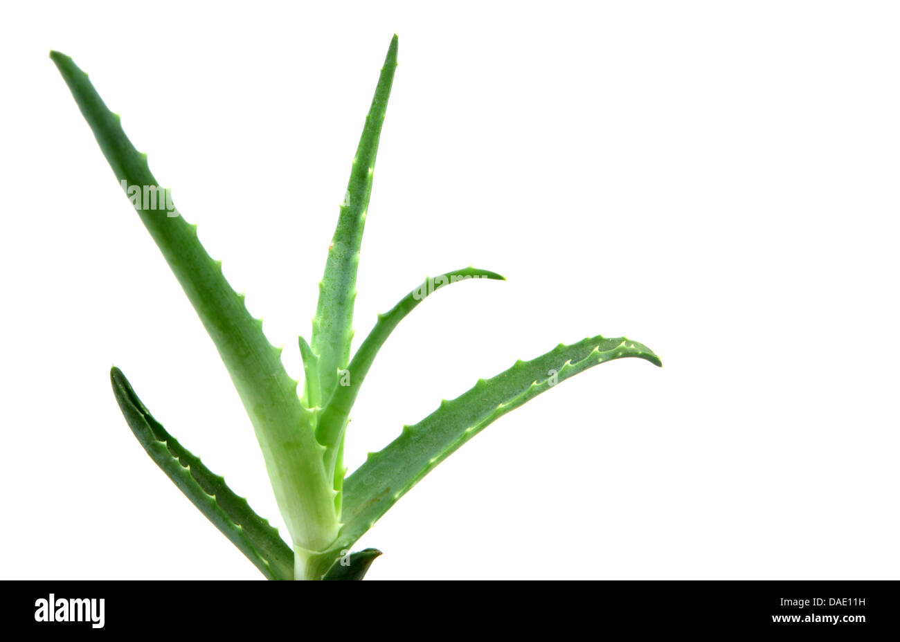 Picture of aloe vera hi-res stock photography and images - Alamy