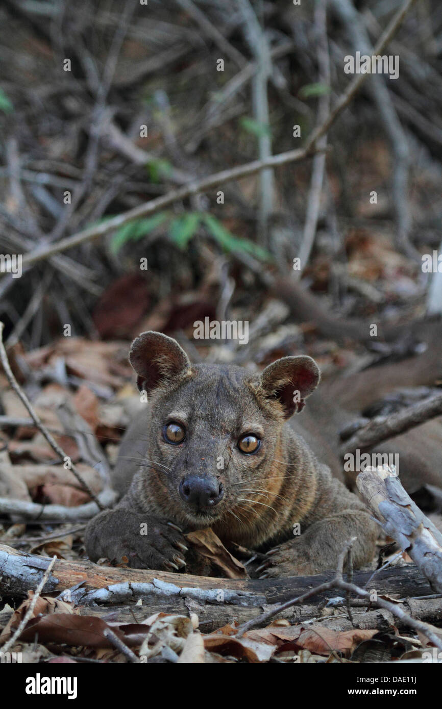 fossa (Cryptoprocta ferox), resting on forest floor, largest predator ...