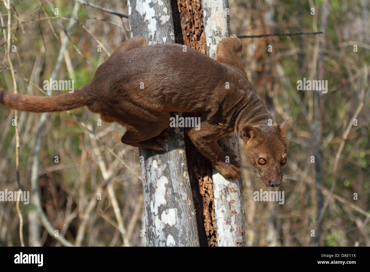 fossa (Cryptoprocta ferox), clinging to a hollow tree trunk, largest ...