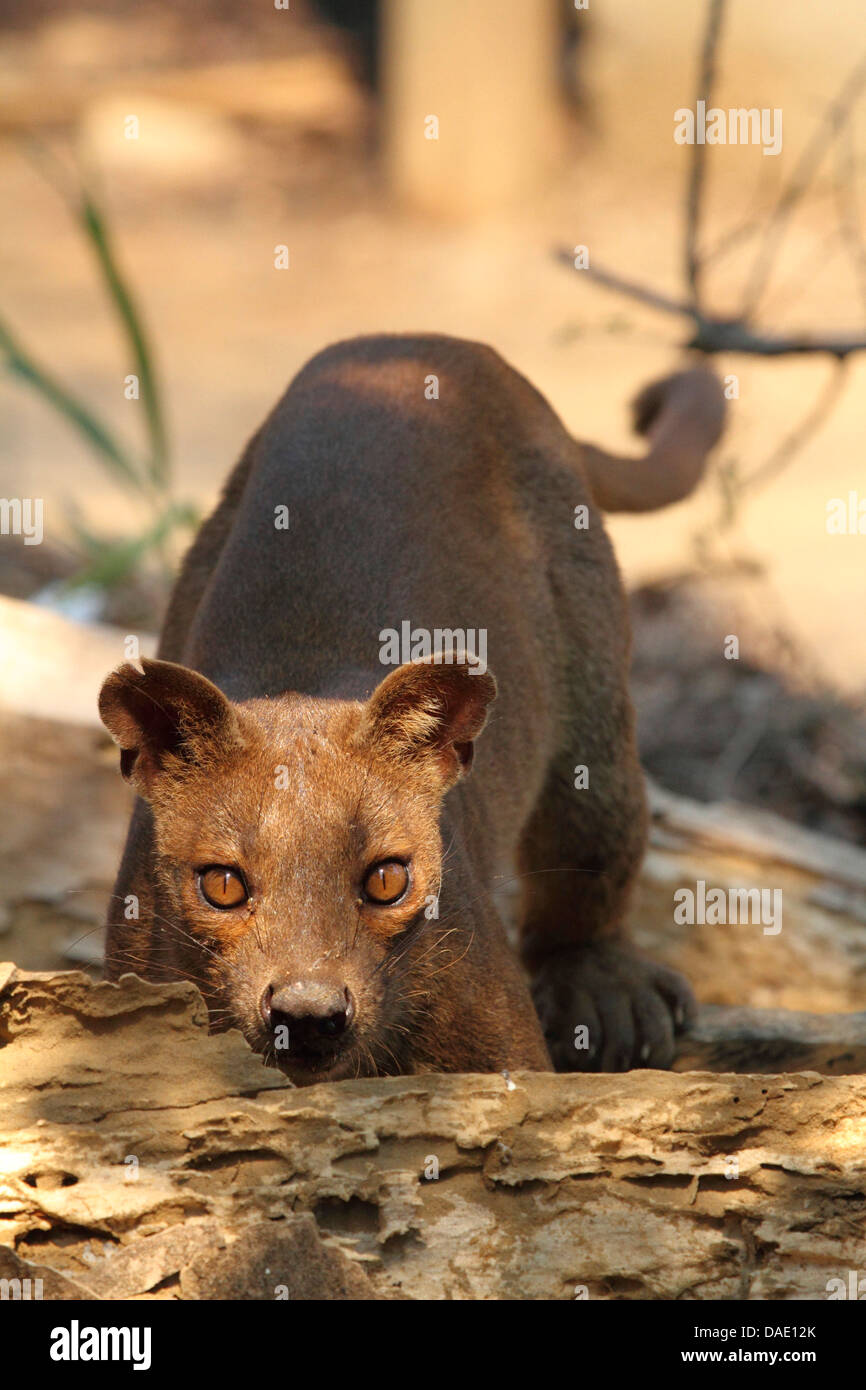 Fossa animal hi-res stock photography and images - Alamy